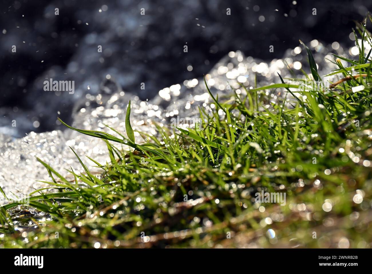 Close-up of vibrant green grass with sparkling water background on ...