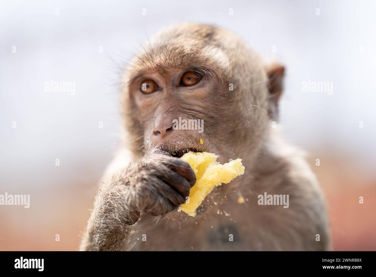 Thailand. 04th Mar, 2024. A macaque monkey eats a corn snack atop an ...
