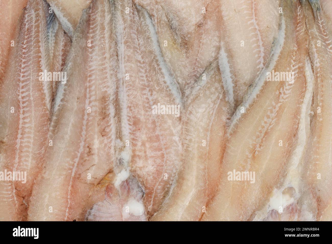 Silver catfish hi-res stock photography and images - Alamy