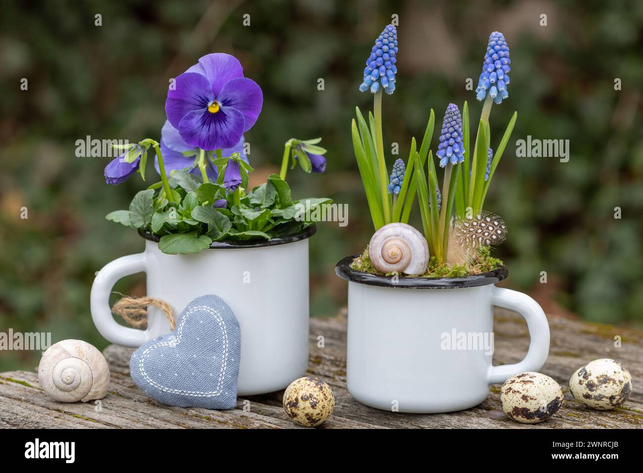 spring garden arrangement with purple viola flower and blue grape ...
