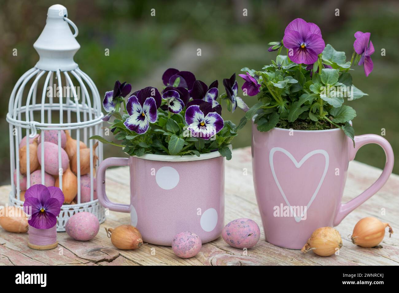 spring garden arrangement with purple viola flowers in cups, quail eggs ...
