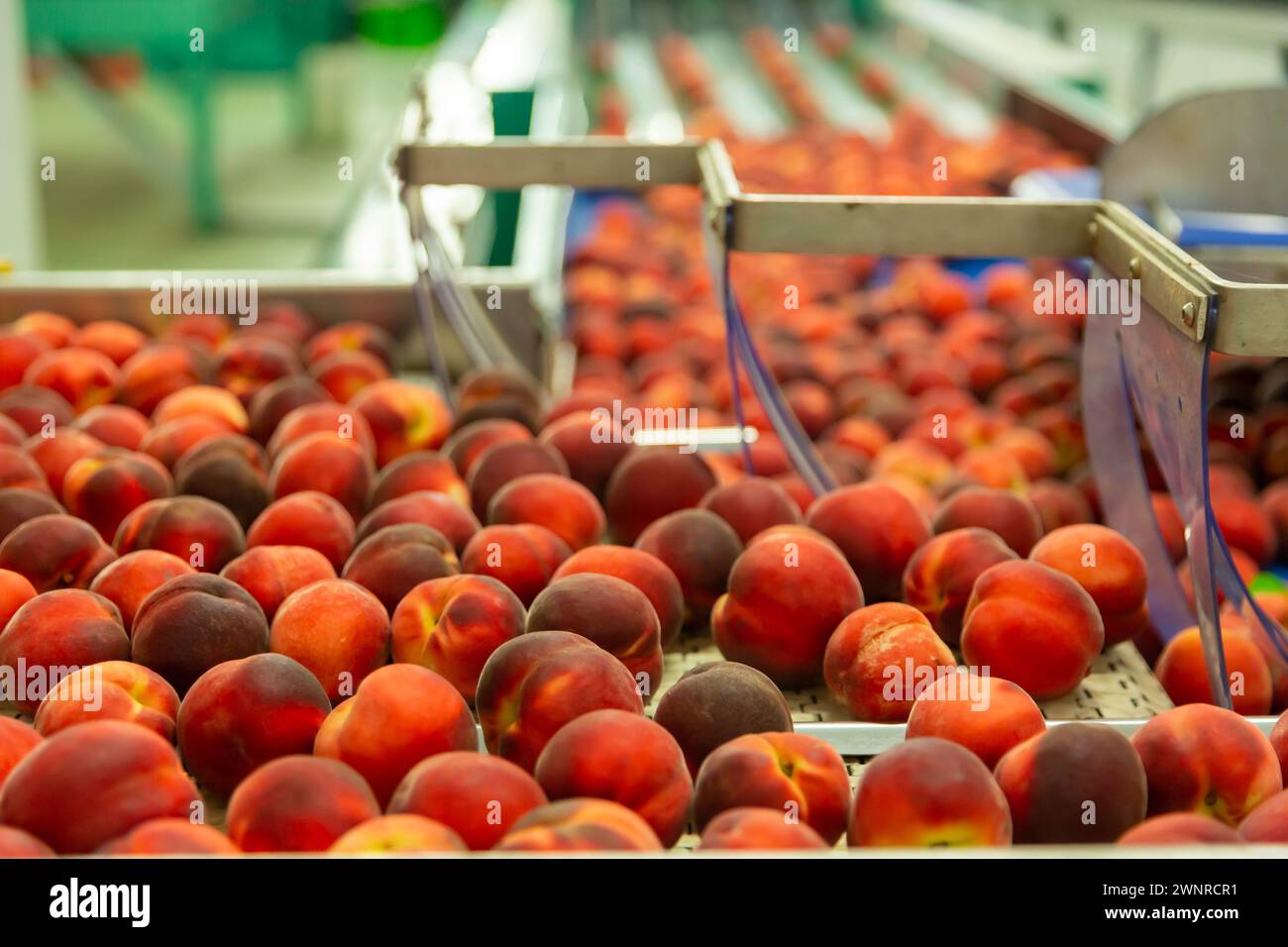 Industrial production sorting line of peaches in packing plant Stock ...