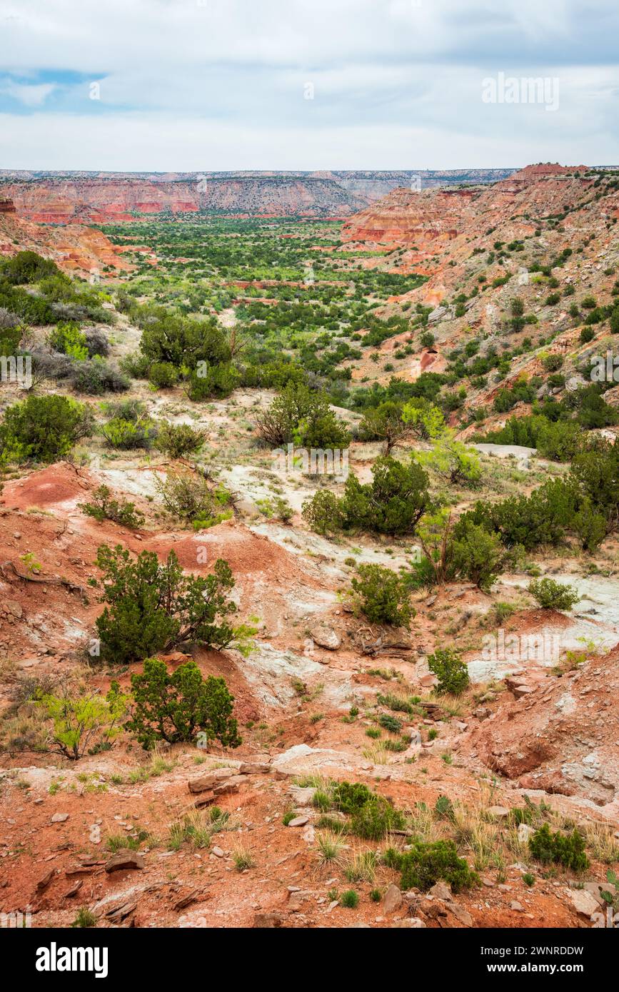 Palo duro canyon wildlife hi-res stock photography and images - Alamy