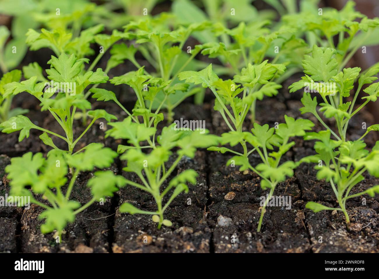 Feverfew seedlings in soil blocks. Soil blocking is a seed starting ...