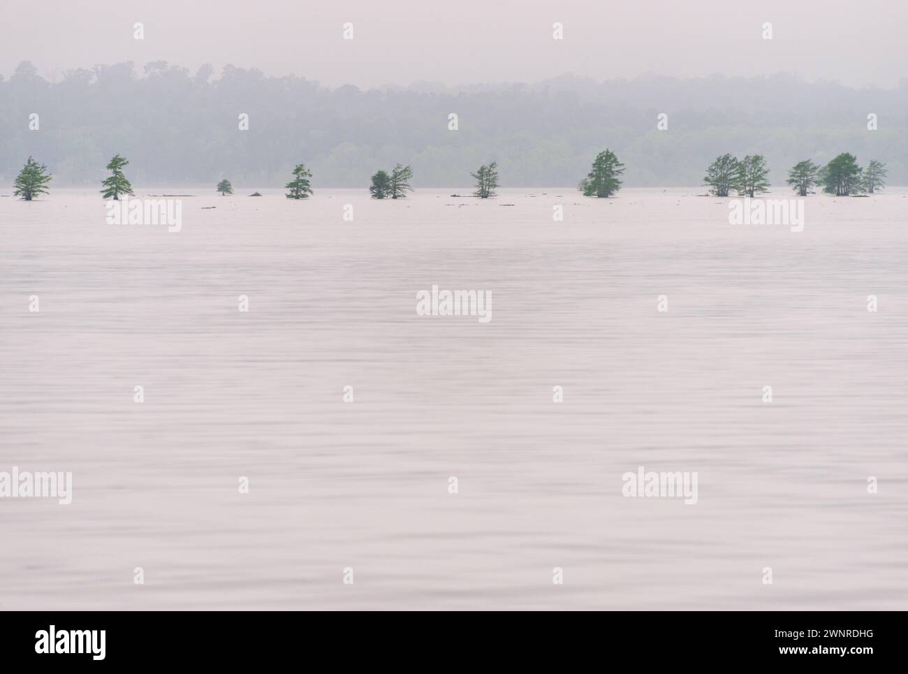 Martin Dies, Jr. State Park, in Texas, USA Stock Photo - Alamy