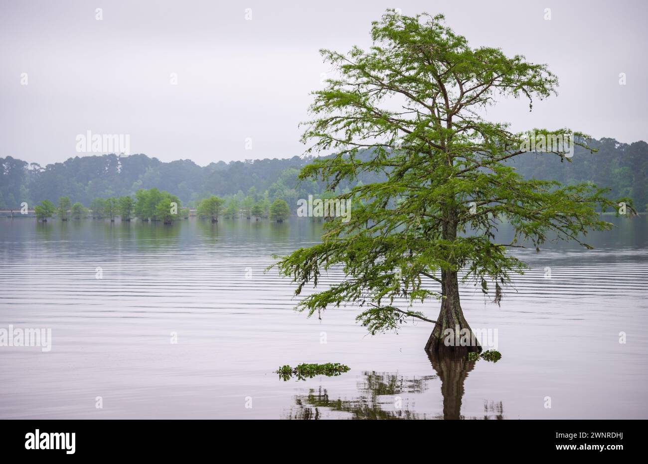 Martin Dies, Jr. State Park, in Texas, USA Stock Photo - Alamy