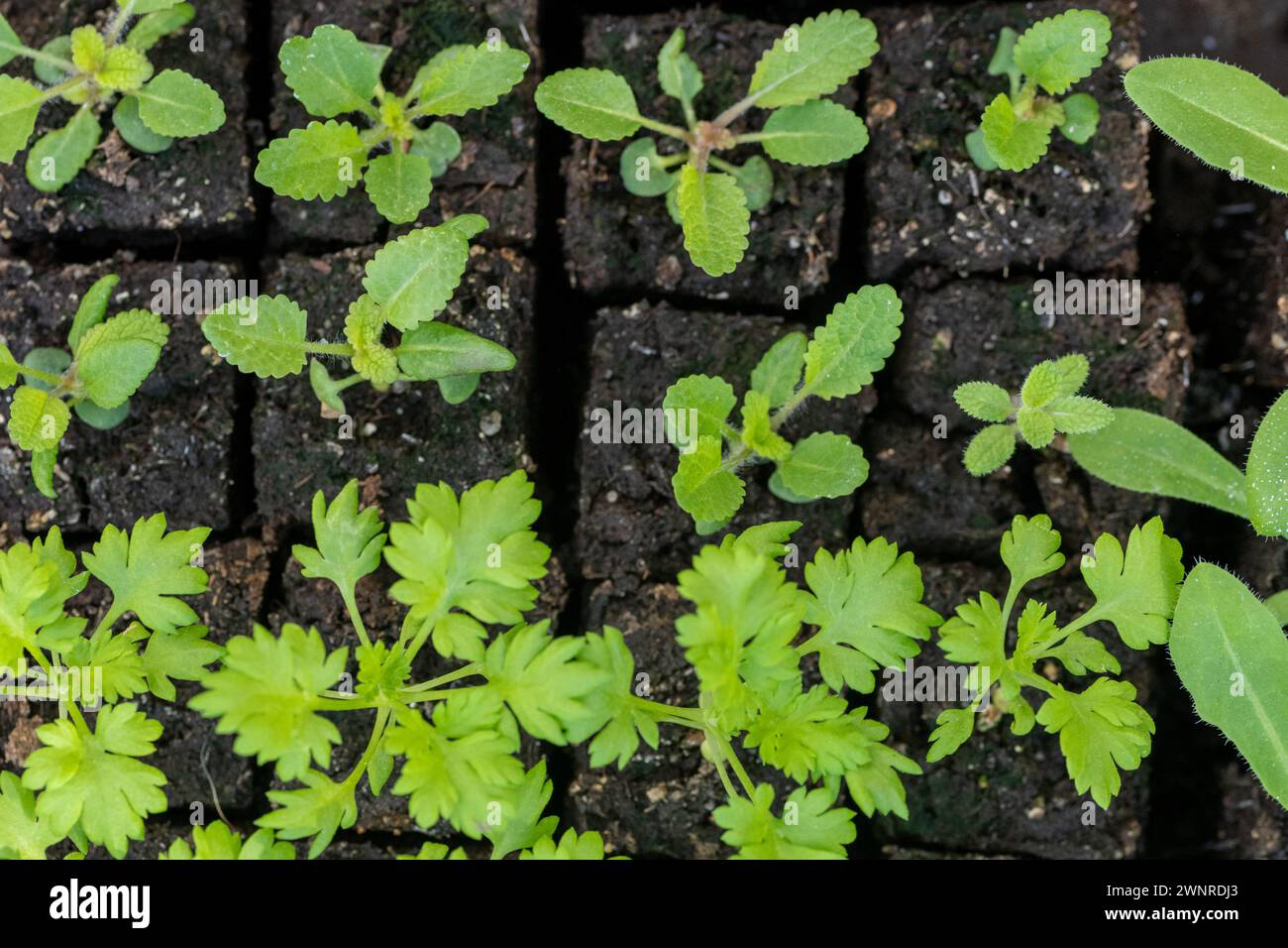 Flower seedlings growing in soil blocks. Soil blocking is a seed ...