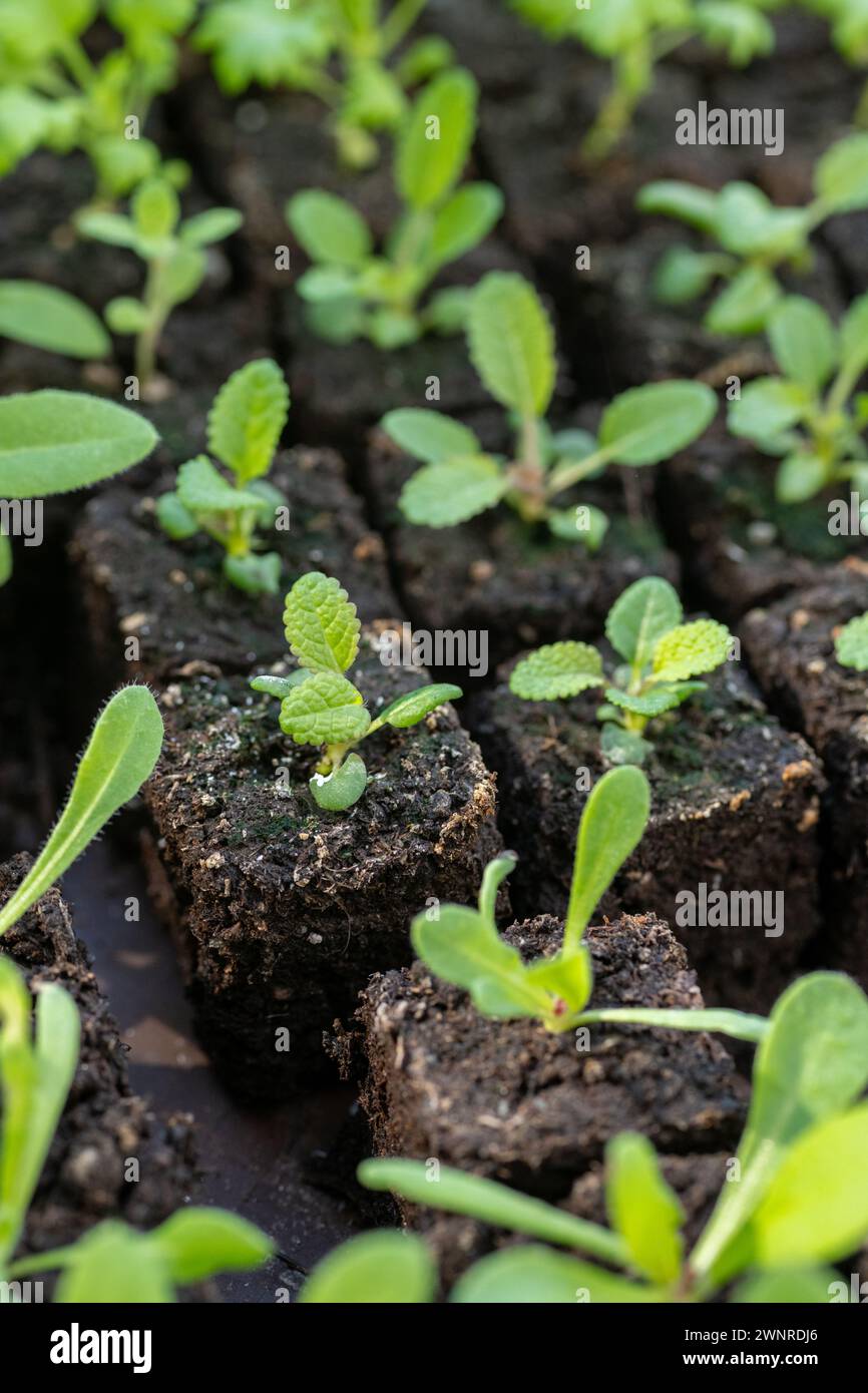 Flower seedlings growing in soil blocks. Soil blocking is a seed ...