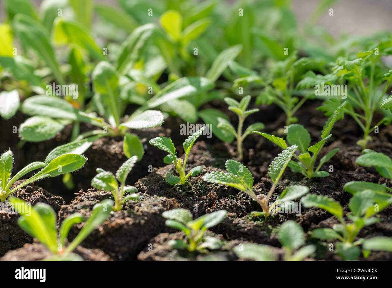 Flower seedlings growing in soil blocks. Soil blocking is a seed ...