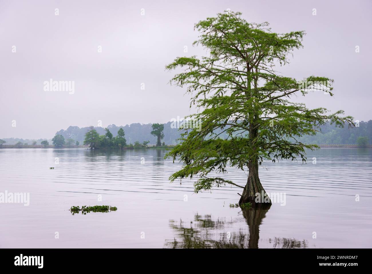 Martin Dies, Jr. State Park, in Texas, USA Stock Photo - Alamy