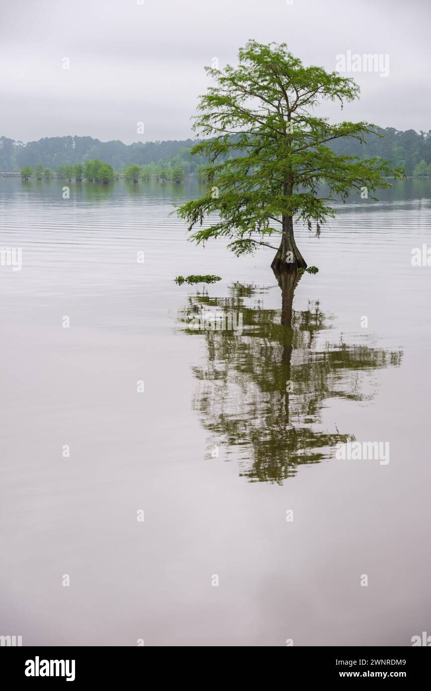 Martin Dies, Jr. State Park, in Texas, USA Stock Photo - Alamy