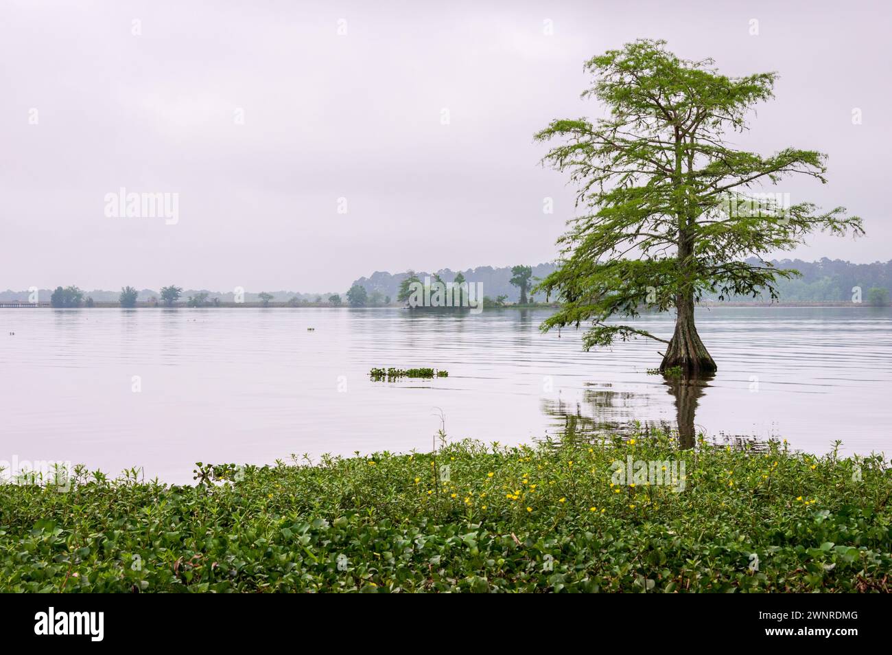 Martin Dies, Jr. State Park, in Texas, USA Stock Photo - Alamy