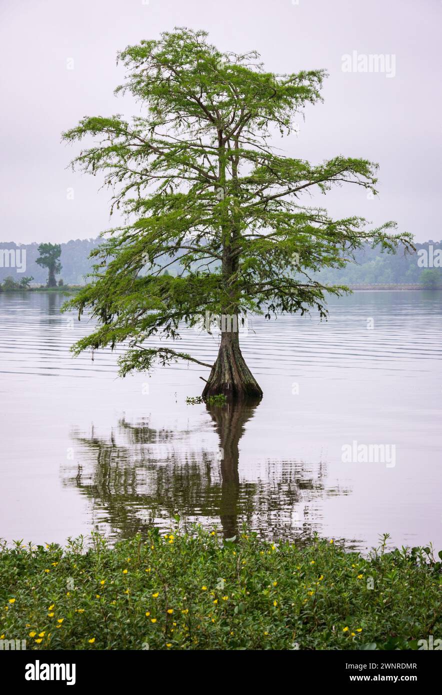 Martin Dies, Jr. State Park, in Texas, USA Stock Photo - Alamy