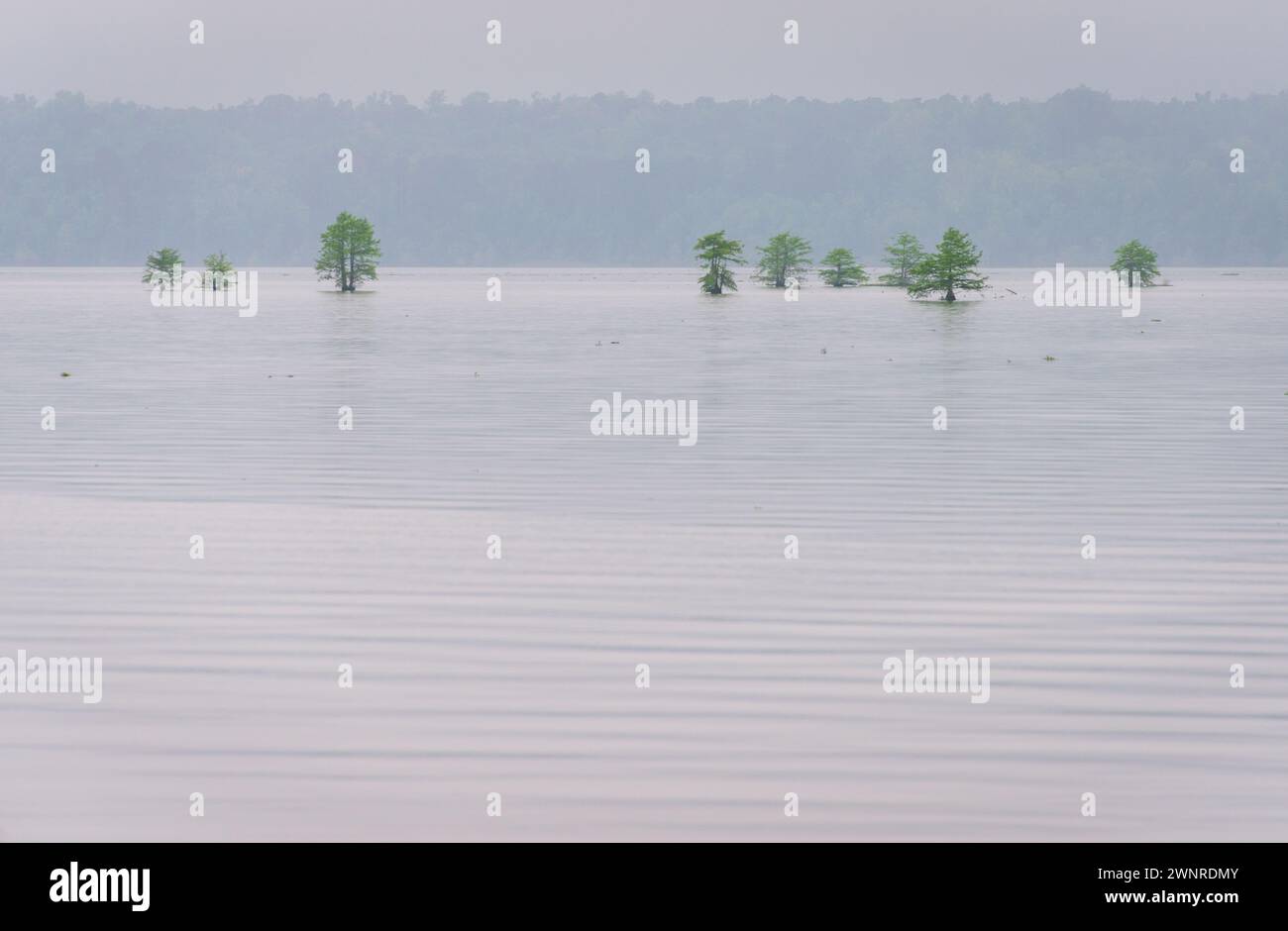 Martin Dies, Jr. State Park, in Texas, USA Stock Photo - Alamy