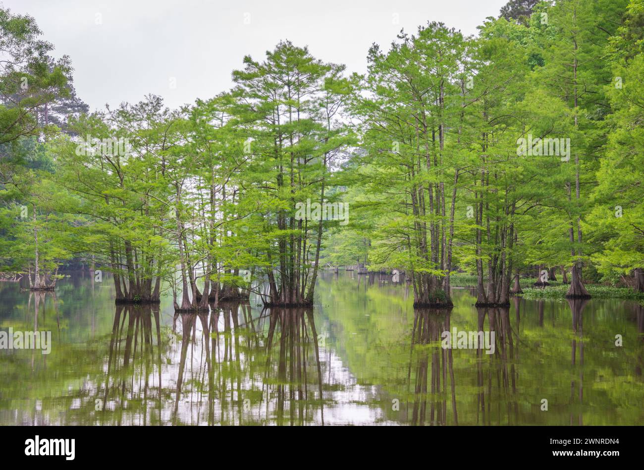 Martin Dies, Jr. State Park, in Texas, USA Stock Photo - Alamy