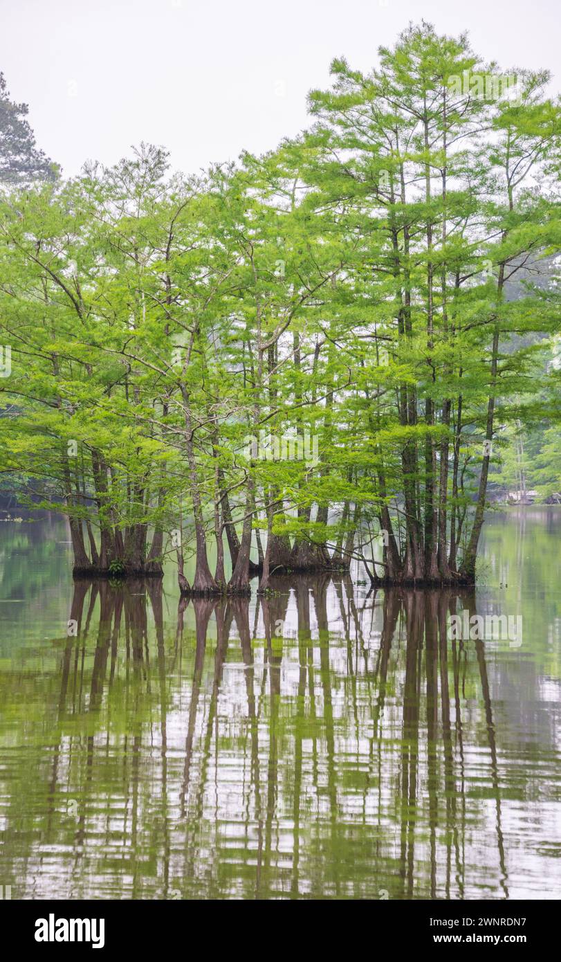 Martin Dies, Jr. State Park, in Texas, USA Stock Photo - Alamy
