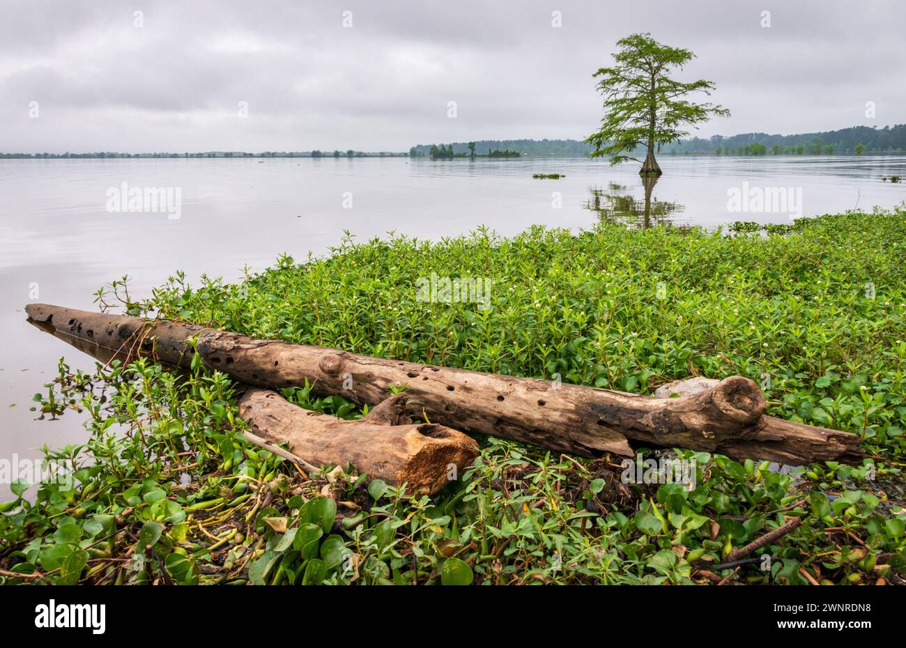 Martin Dies, Jr. State Park, in Texas, USA Stock Photo - Alamy