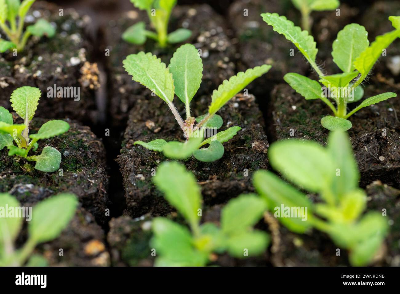 Salvia seedlings in soil blocks. Soil blocking is a seed starting ...