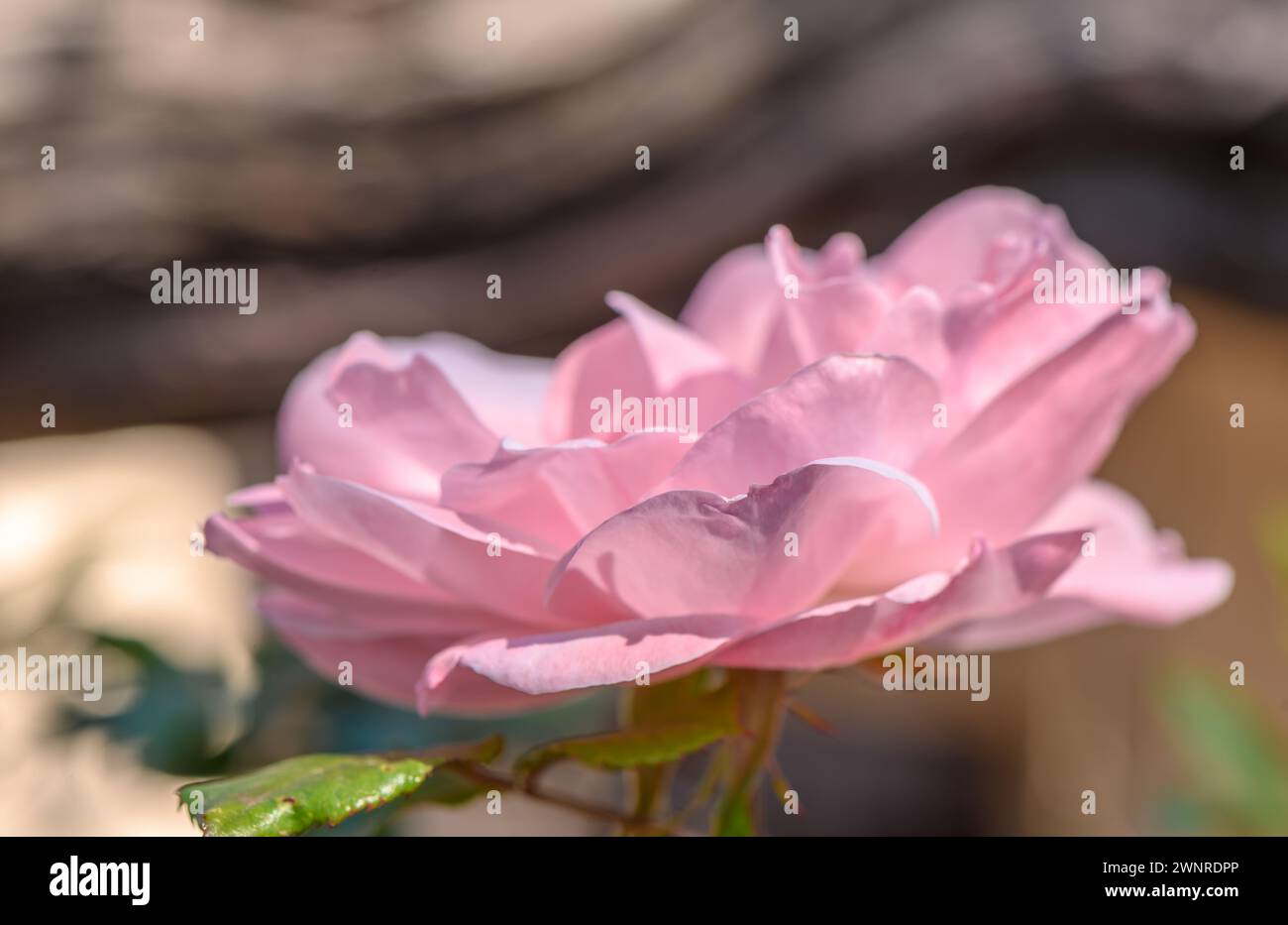 Rose bloom cyprus hi-res stock photography and images - Alamy