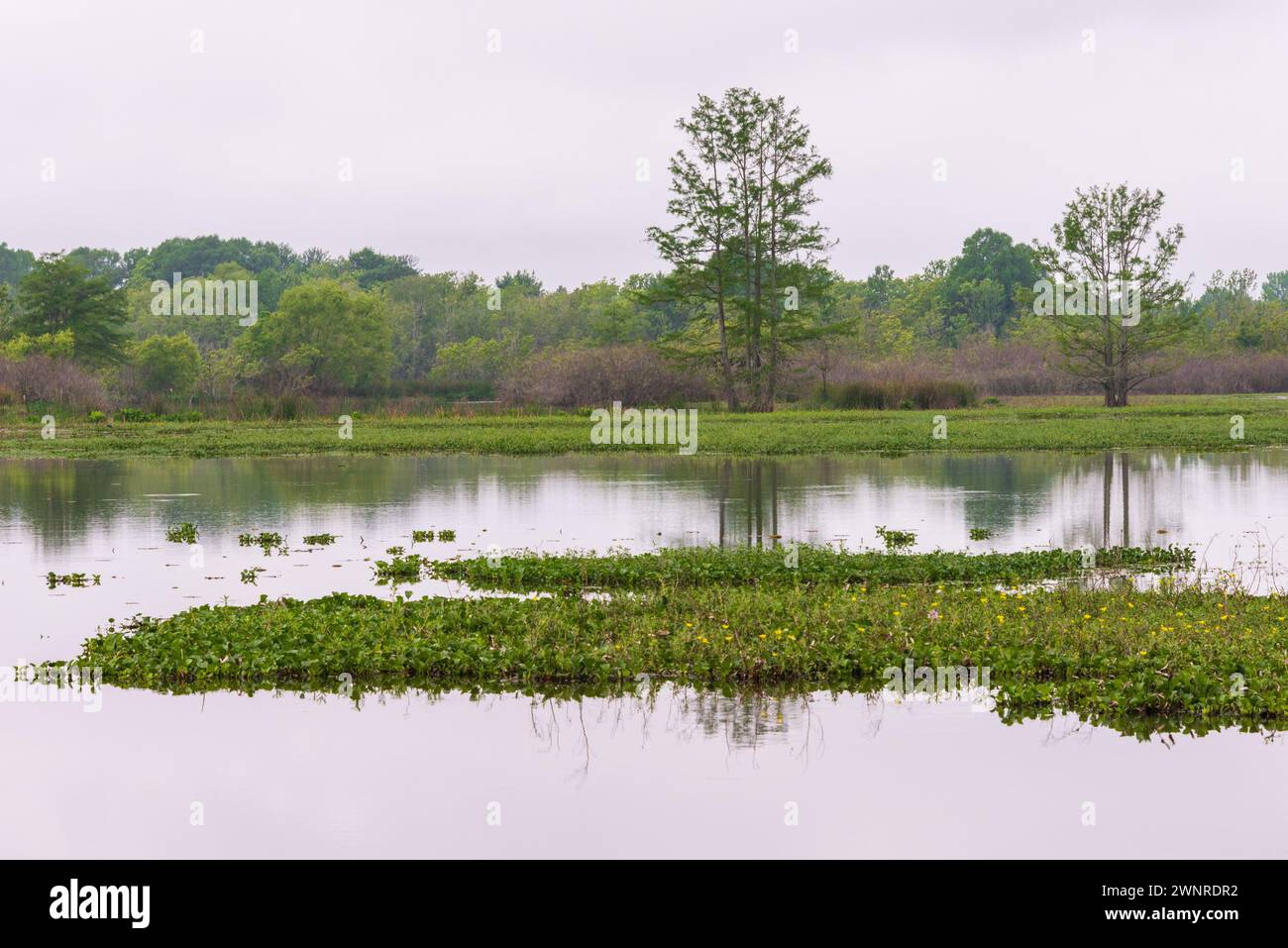 Martin Dies, Jr. State Park, in Texas, USA Stock Photo - Alamy