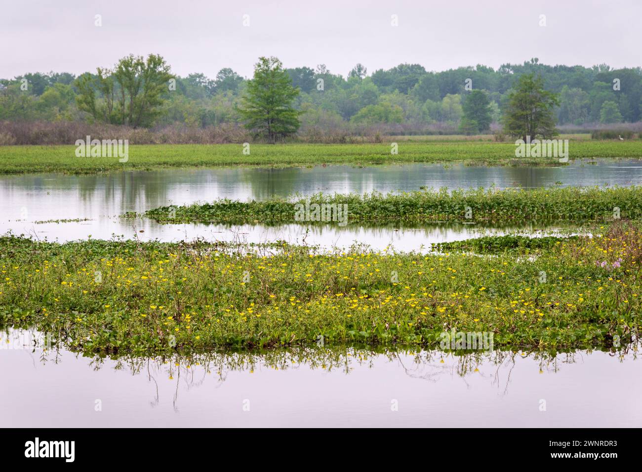 Martin Dies, Jr. State Park, in Texas, USA Stock Photo - Alamy