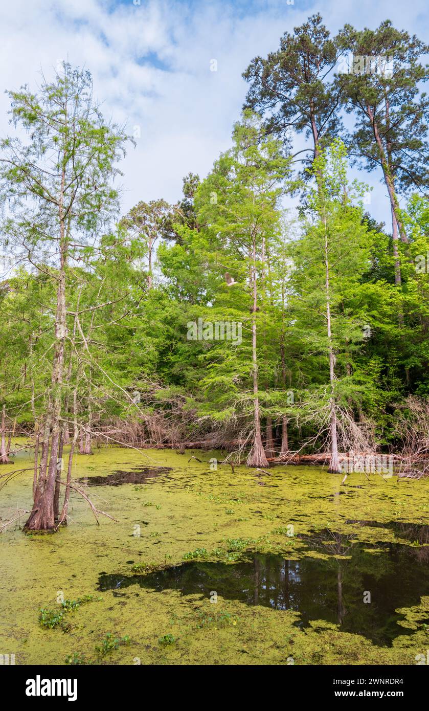 Martin Dies, Jr. State Park, in Texas, USA Stock Photo - Alamy