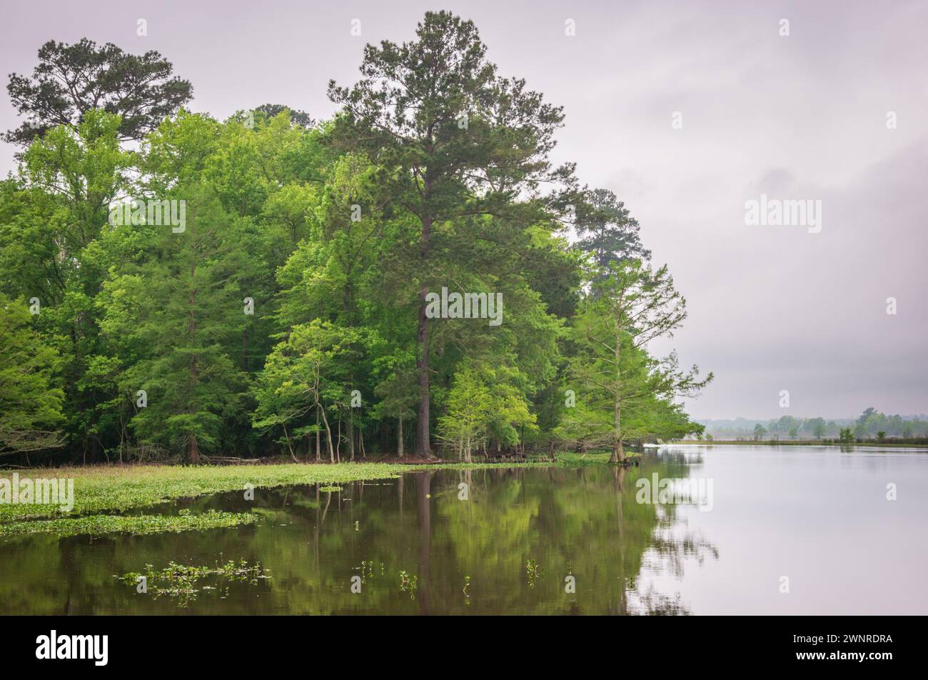 Martin Dies, Jr. State Park, in Texas, USA Stock Photo - Alamy
