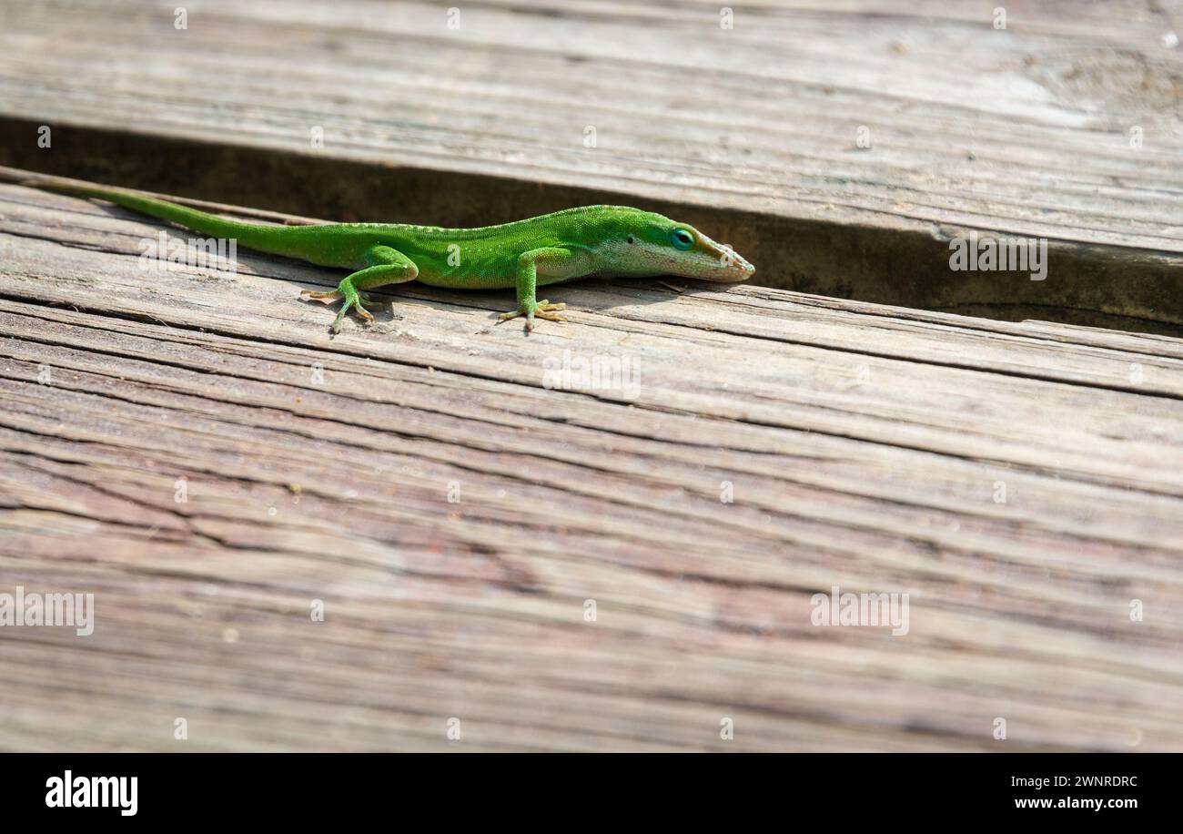 Lizard On Boardwalk at Martin Dies, Jr. State Park, in Texas, USA Stock ...