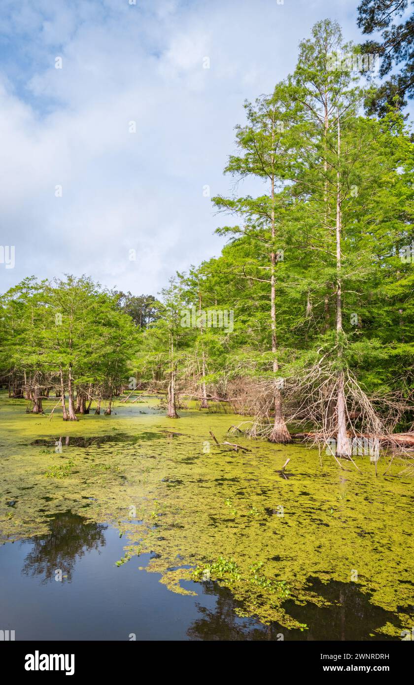 Martin Dies, Jr. State Park, in Texas, USA Stock Photo - Alamy