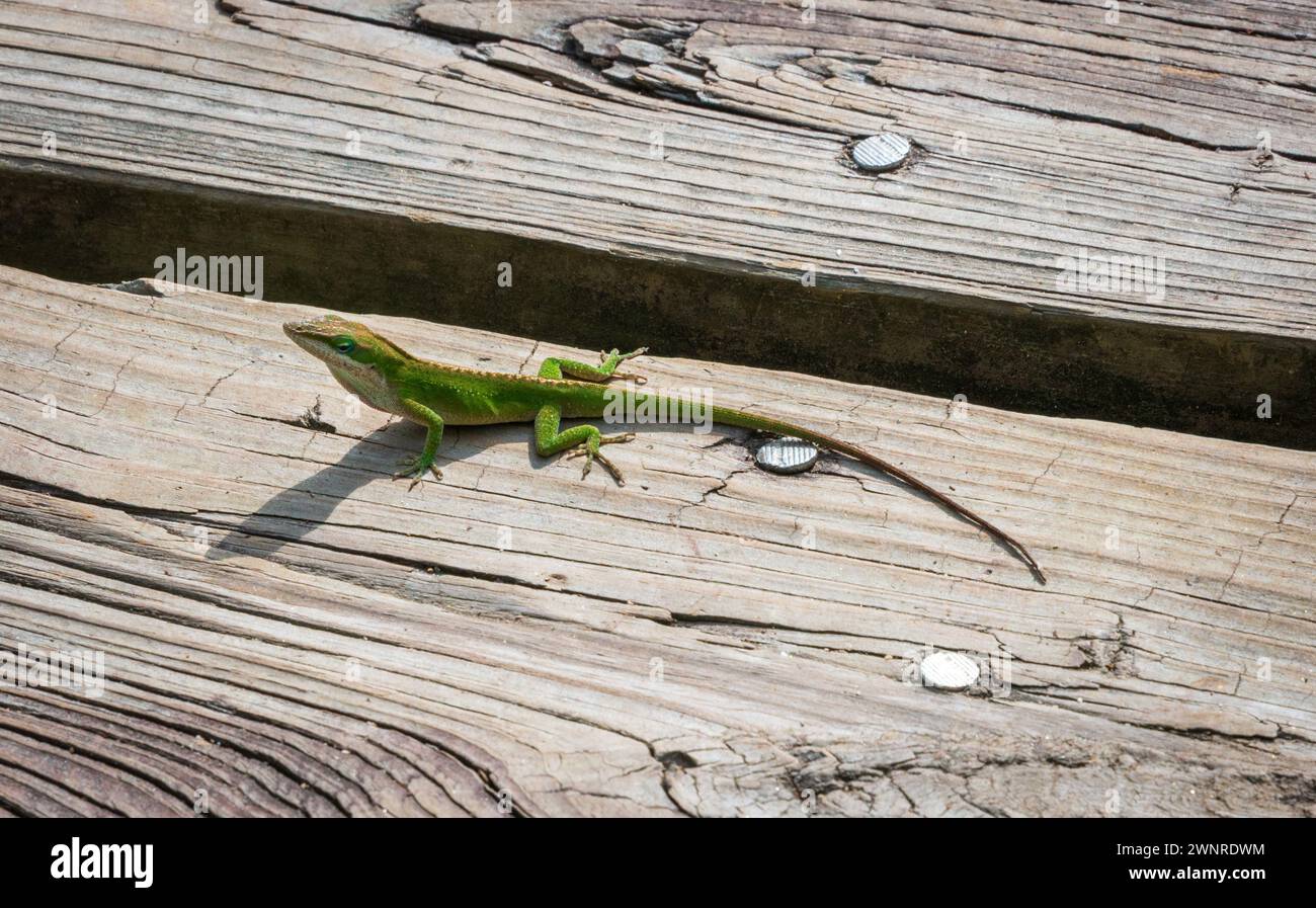 Lizard On Boardwalk at Martin Dies, Jr. State Park, in Texas, USA Stock ...
