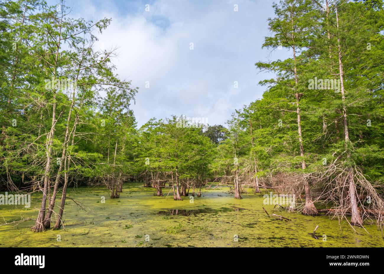 Martin Dies, Jr. State Park, in Texas, USA Stock Photo - Alamy