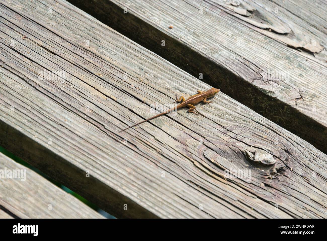 Lizard On Boardwalk at Martin Dies, Jr. State Park, in Texas, USA Stock ...