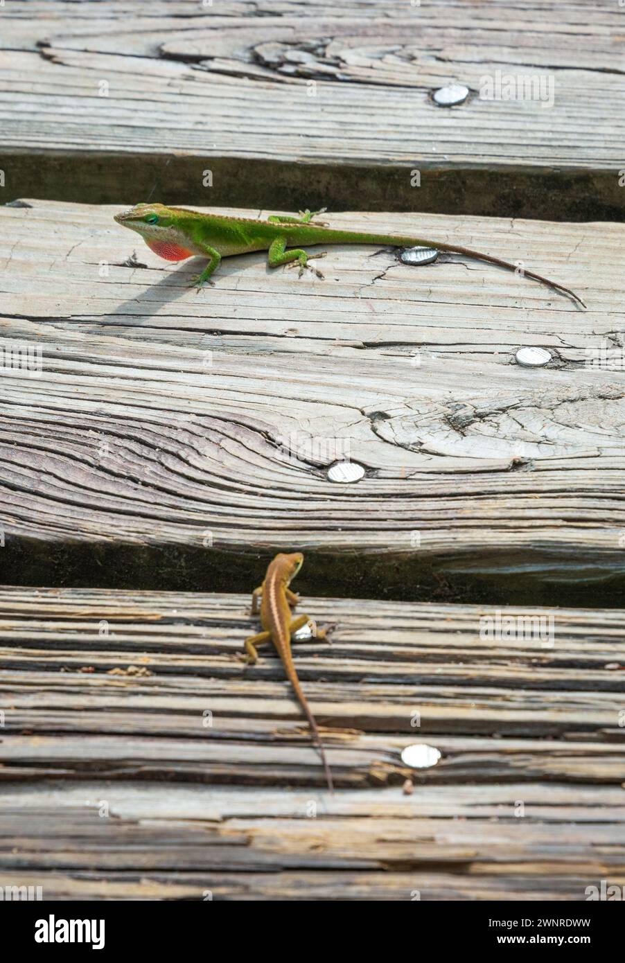 Lizard On Boardwalk at Martin Dies, Jr. State Park, in Texas, USA Stock ...