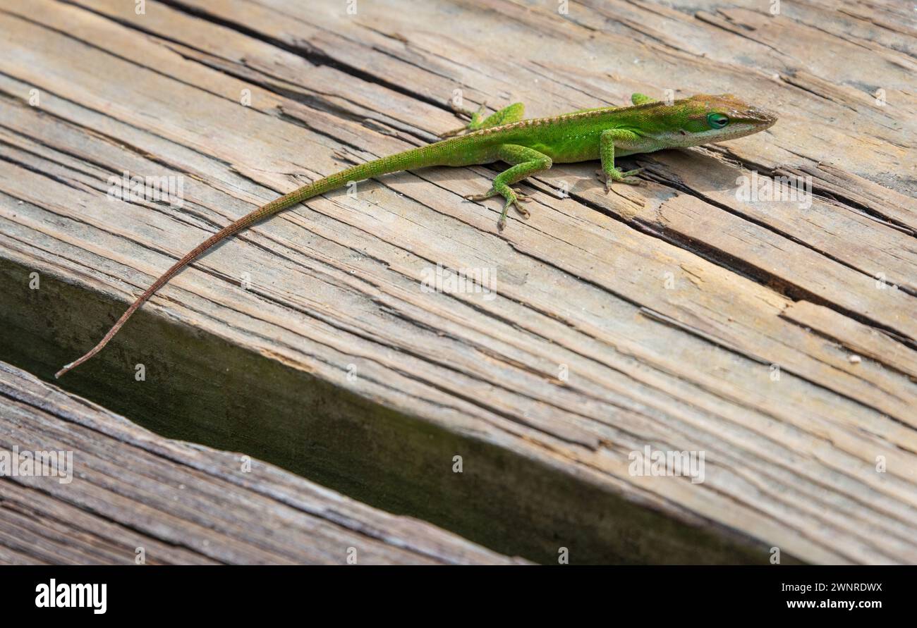 Lizard On Boardwalk at Martin Dies, Jr. State Park, in Texas, USA Stock ...