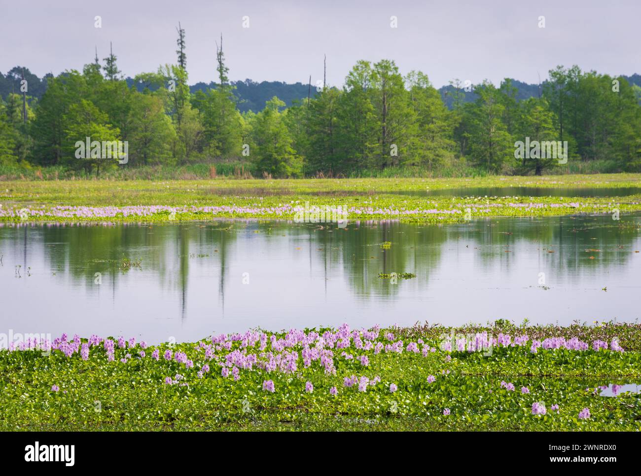 Martin Dies, Jr. State Park, in Texas, USA Stock Photo - Alamy