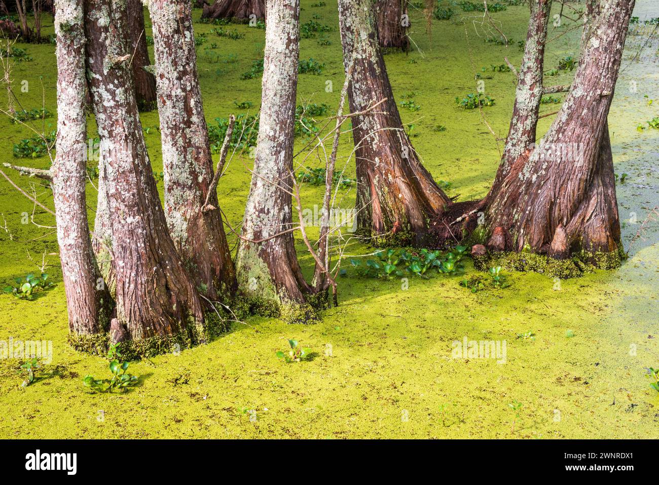 Martin Dies, Jr. State Park, in Texas, USA Stock Photo - Alamy