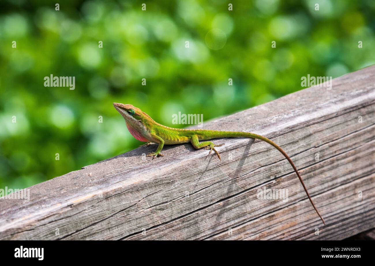 Lizard On Boardwalk at Martin Dies, Jr. State Park, in Texas, USA Stock ...