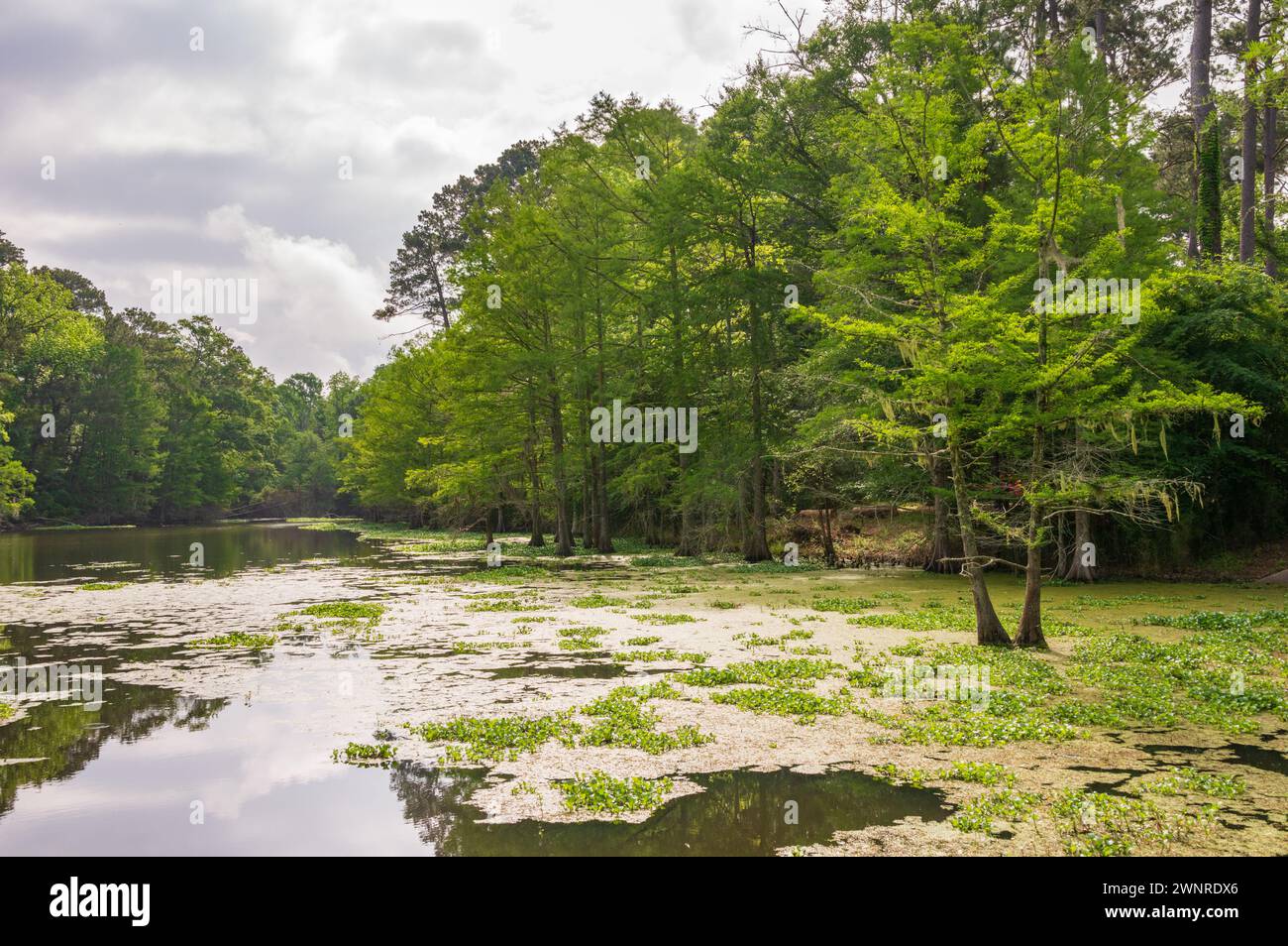 Martin Dies, Jr. State Park, in Texas, USA Stock Photo - Alamy
