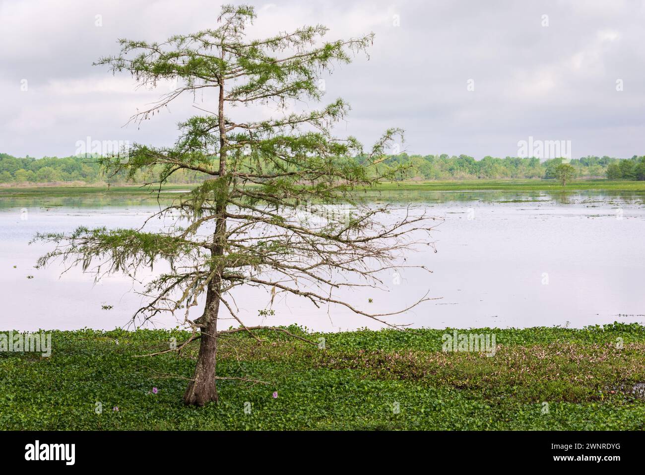 Martin Dies, Jr. State Park, in Texas, USA Stock Photo - Alamy