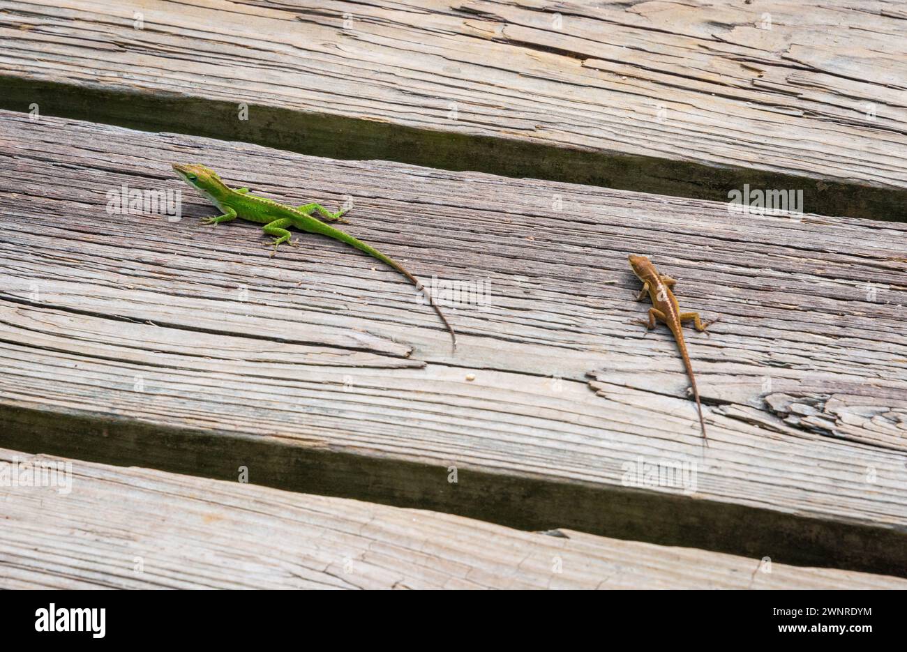Lizard On Boardwalk at Martin Dies, Jr. State Park, in Texas, USA Stock ...