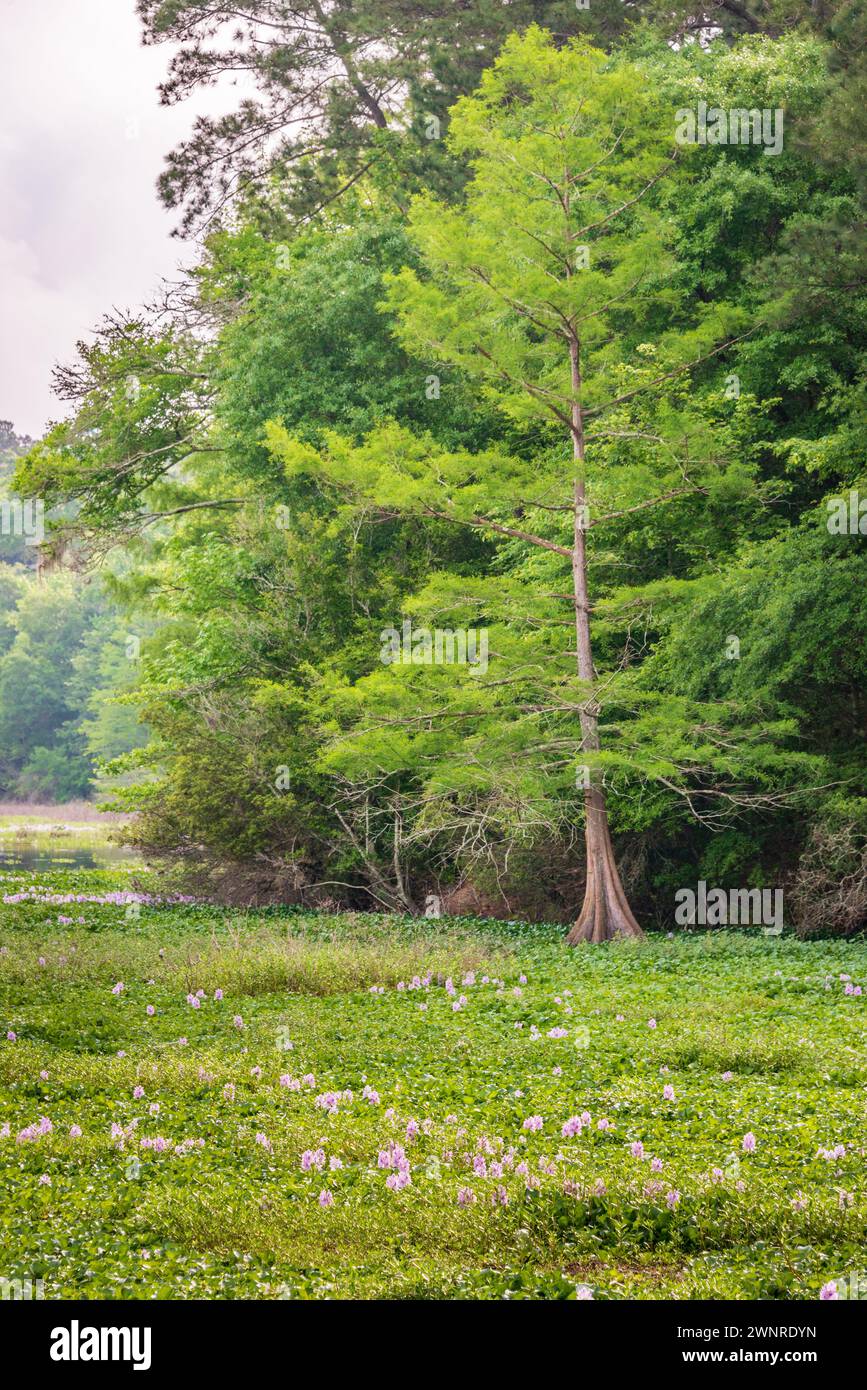 Martin Dies, Jr. State Park, in Texas, USA Stock Photo - Alamy