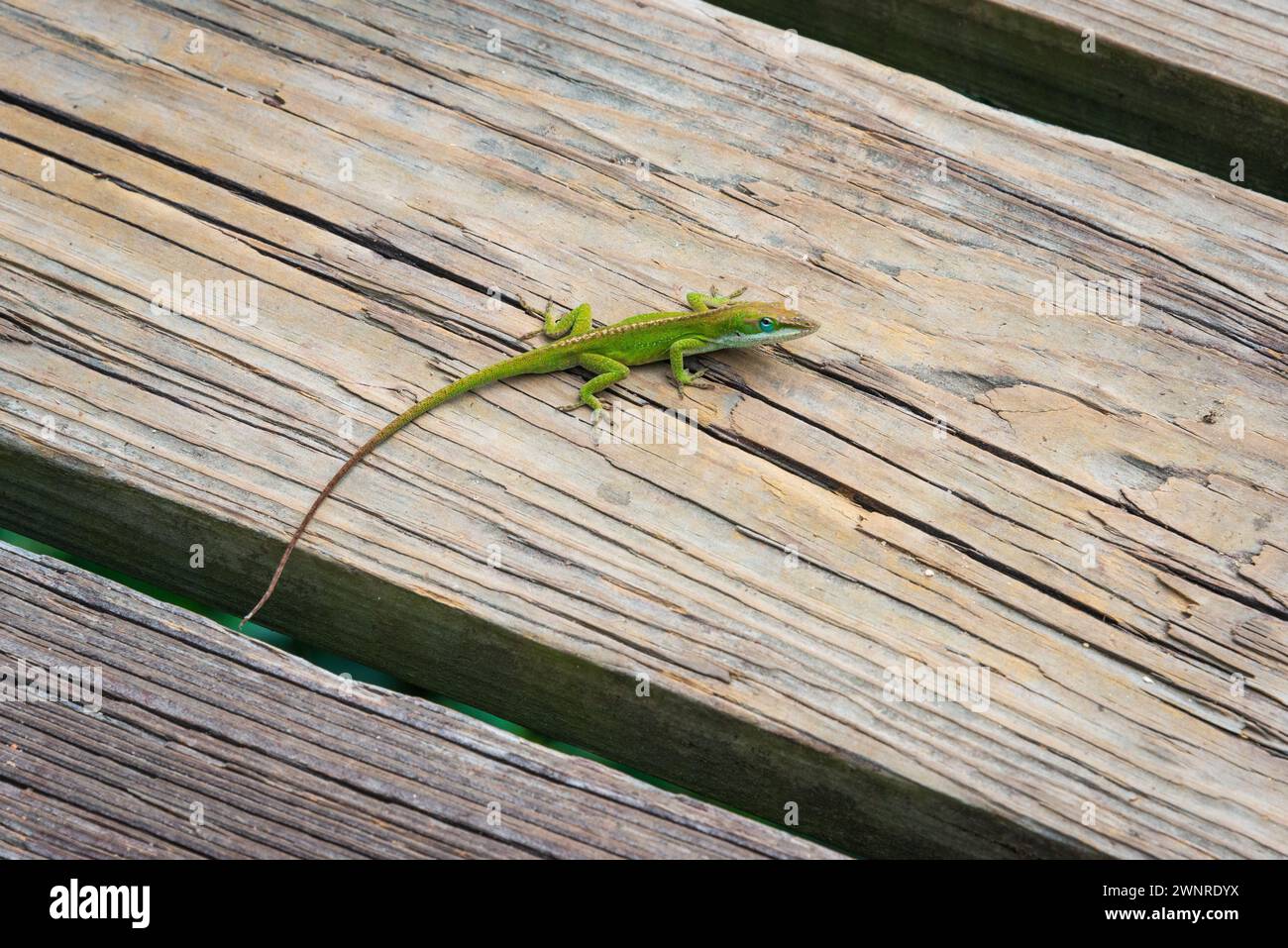 Lizard On Boardwalk at Martin Dies, Jr. State Park, in Texas, USA Stock ...