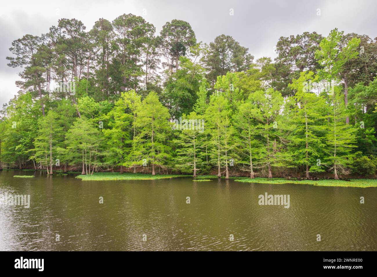 Martin Dies, Jr. State Park, in Texas, USA Stock Photo - Alamy