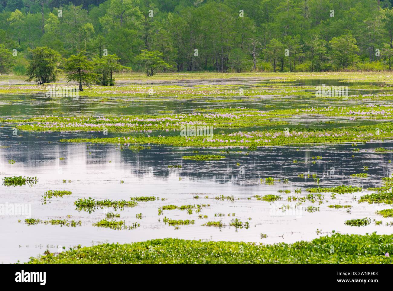 Martin Dies, Jr. State Park, in Texas, USA Stock Photo - Alamy