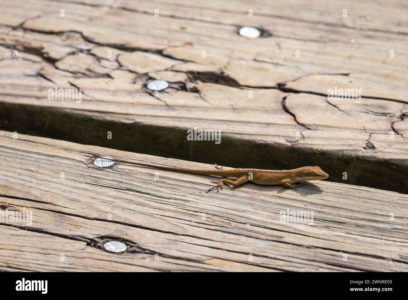 Lizard On Boardwalk at Martin Dies, Jr. State Park, in Texas, USA Stock ...