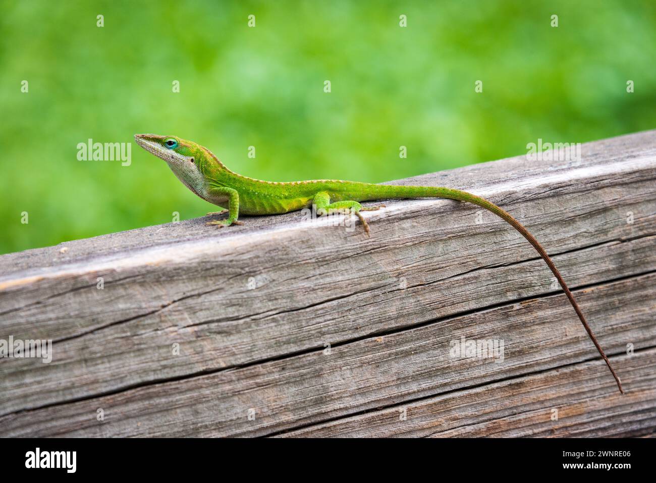 Lizard On Boardwalk at Martin Dies, Jr. State Park, in Texas, USA Stock ...