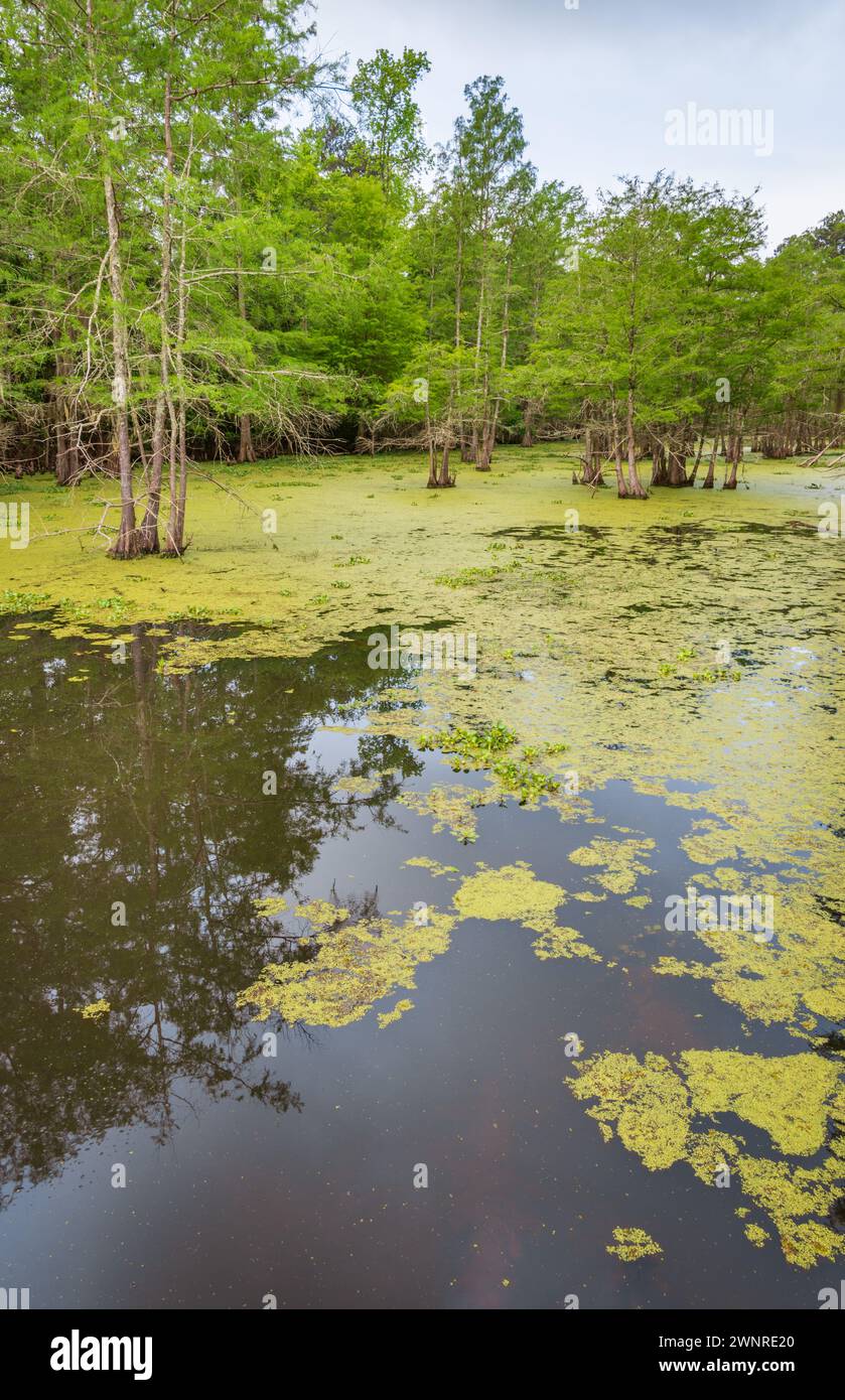 Martin Dies, Jr. State Park, in Texas, USA Stock Photo - Alamy