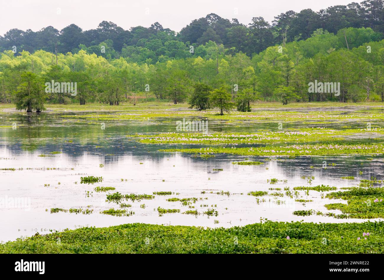 Martin Dies, Jr. State Park, in Texas, USA Stock Photo - Alamy