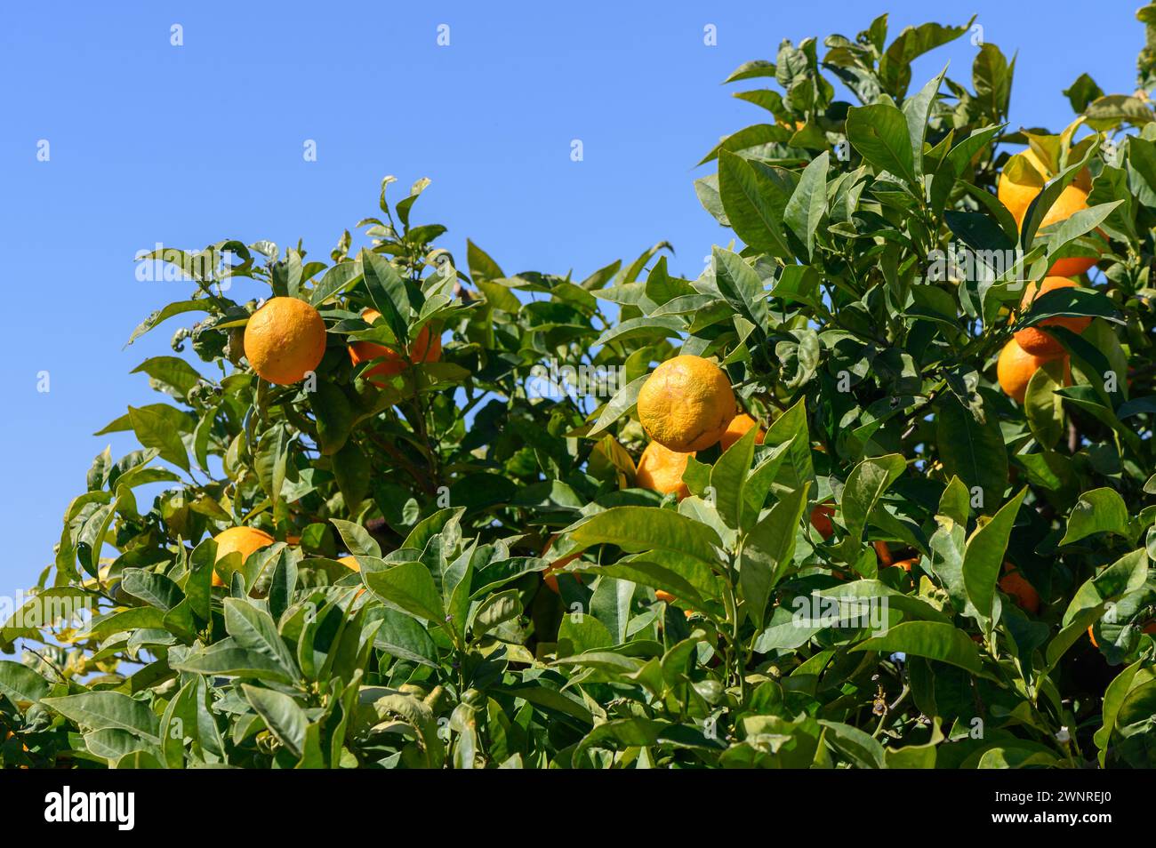 oranges in the garden in winter in Cyprus 1 Stock Photo - Alamy