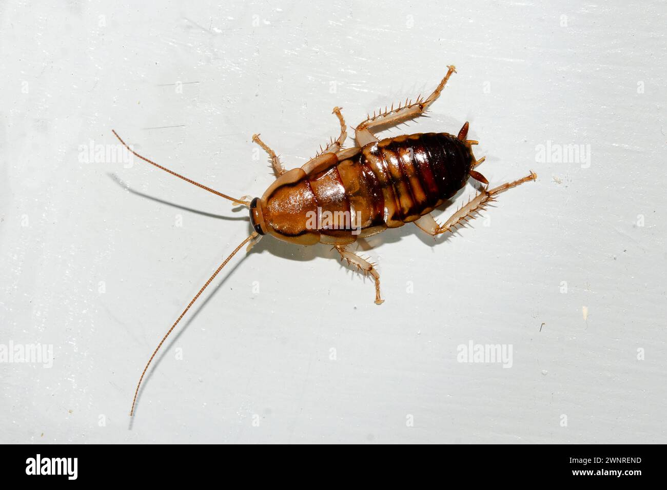 Bush Cockroach, Celatoblatta vulgaris, endemic to New Zealand, Nelson ...